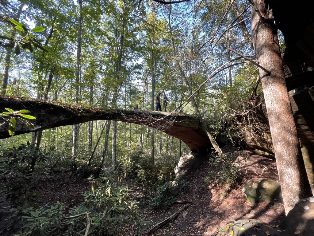 Pickett State Forest – Laurel Creek Campground